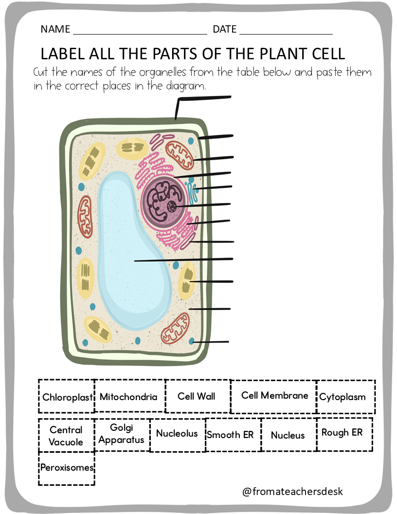 Cell Structure: Test Review Worksheets Grade 8 - From Books To Bundles